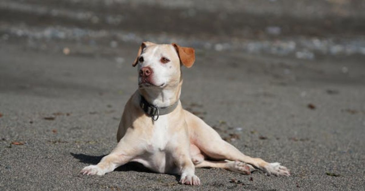 Do I Need a License for My Dog? - Dog Law Hub