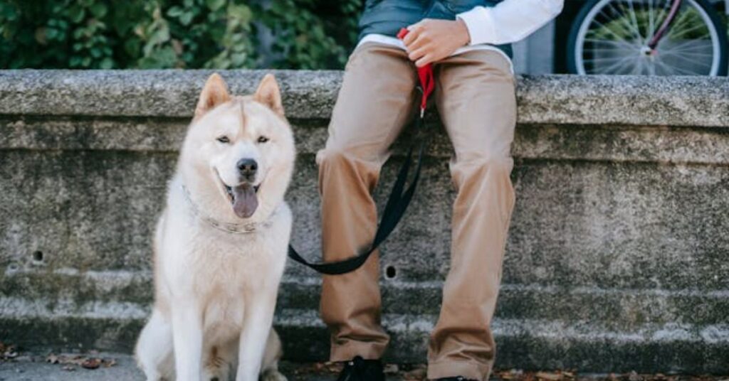 What Are the Laws Regarding Tethering Dogs Outside? - Dog Law Hub